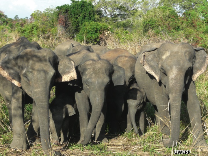 The Social Lives of Asian Elephants | Maximus