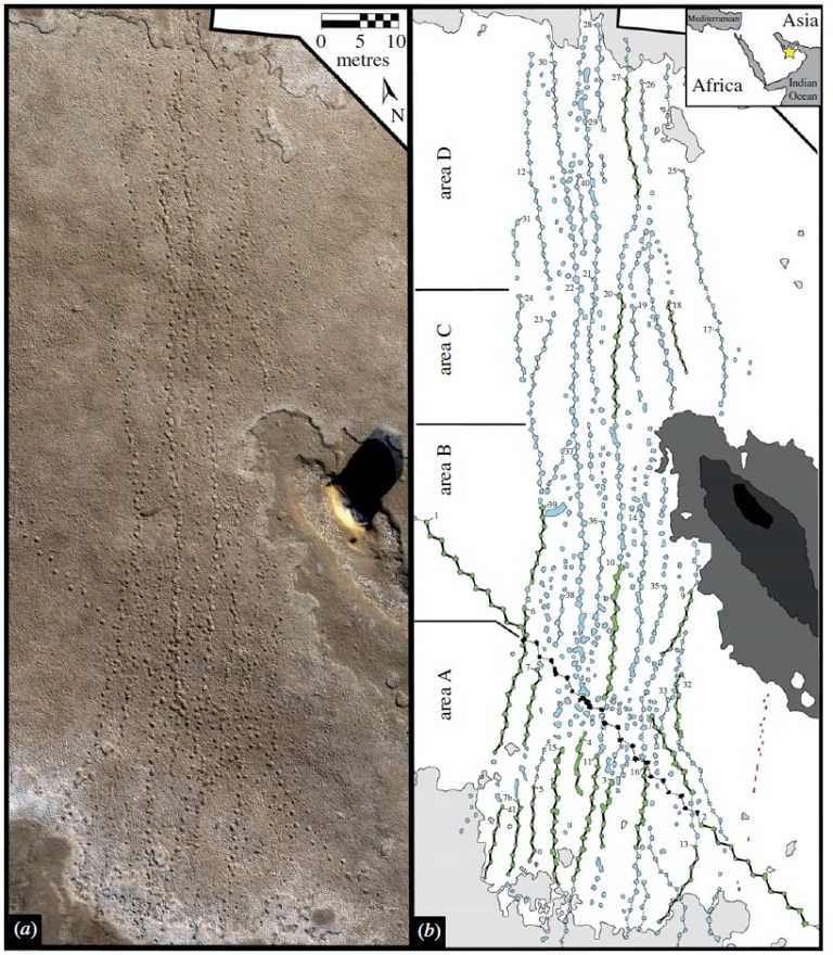 Trackways freeze time to reveal ancient elephant sociality | Maximus