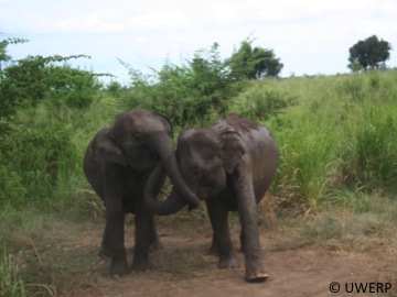 How does empathy help elephants? | Maximus