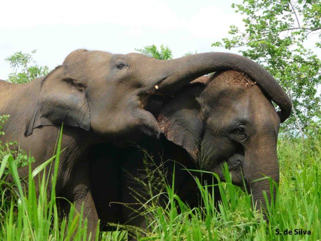 Evolving A More Egalitarian Elephant | Maximus
