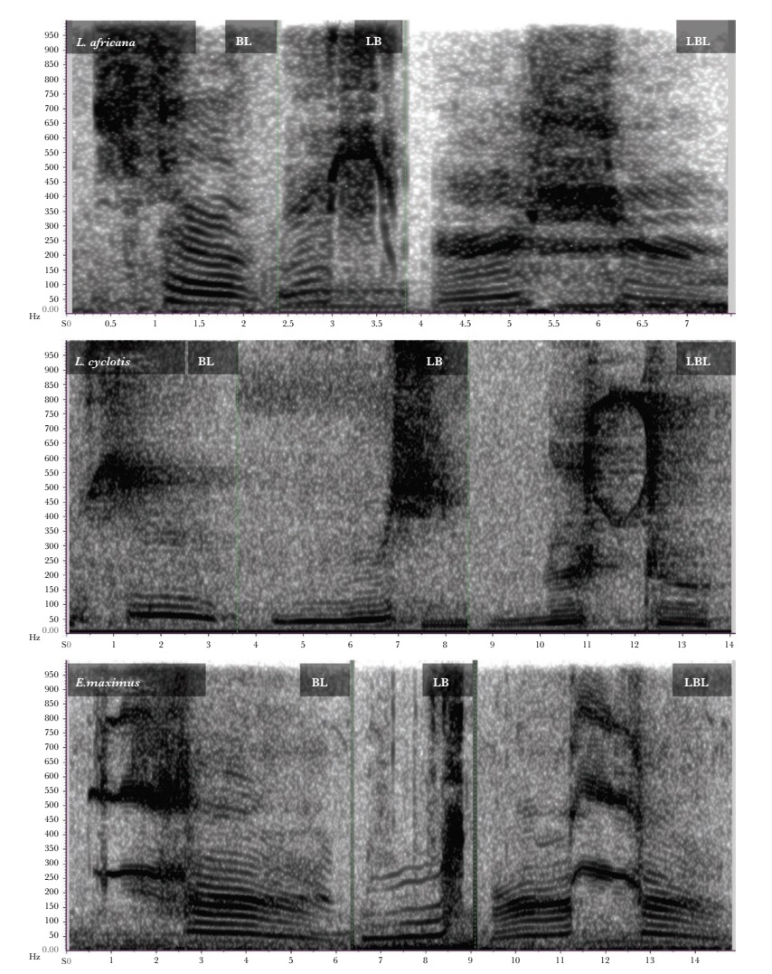Call Combinations Differ Among Living Elephants | Maximus