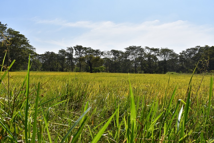 Can Incense Sticks Help Protect Crops from Elephants? | Maximus