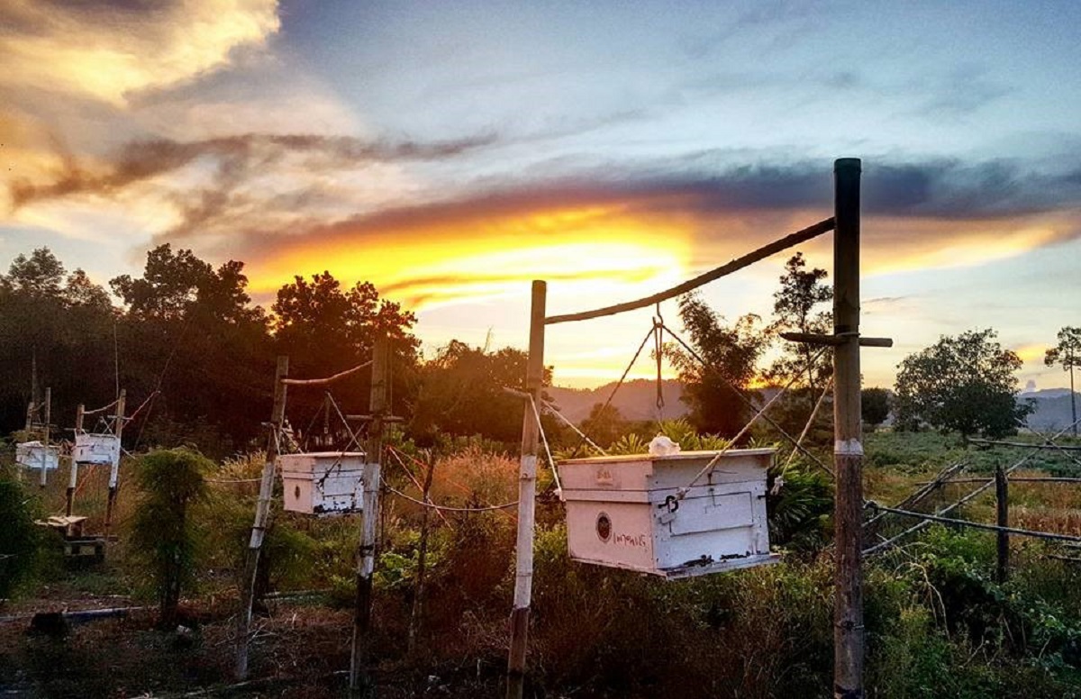 Bees are Helping Thailand’s Elephants and Farmers to Peacefully Coexist ...