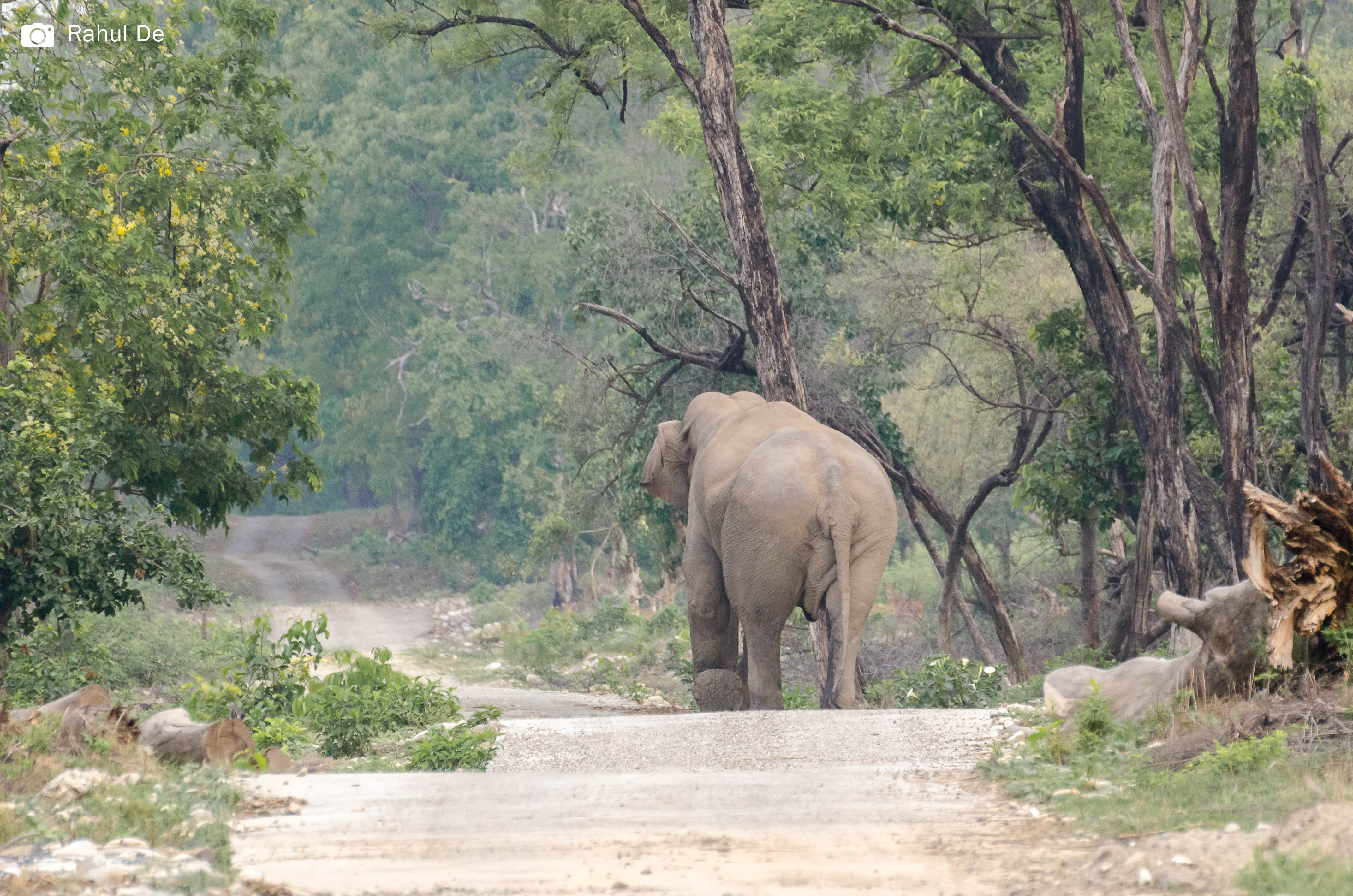 New pan-Indian study of elephant genetics reveals surprises | Maximus